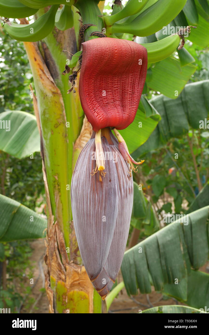Unopened inflorescence of a banana tree, Tasneem Farm, Shakhurah ...