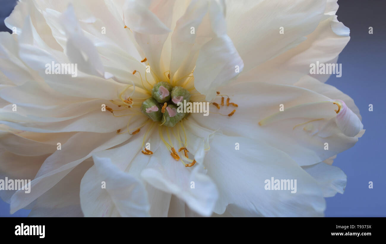 Fading peony flower white hi-res stock photography and images - Alamy