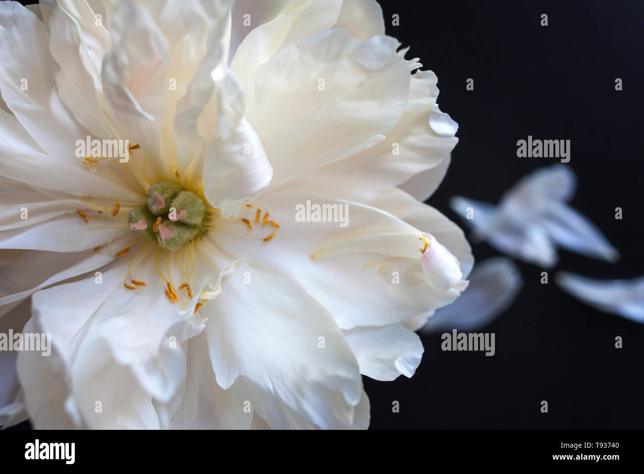 White fluffy fading peony, romantic decadence concept. Beautiful ...