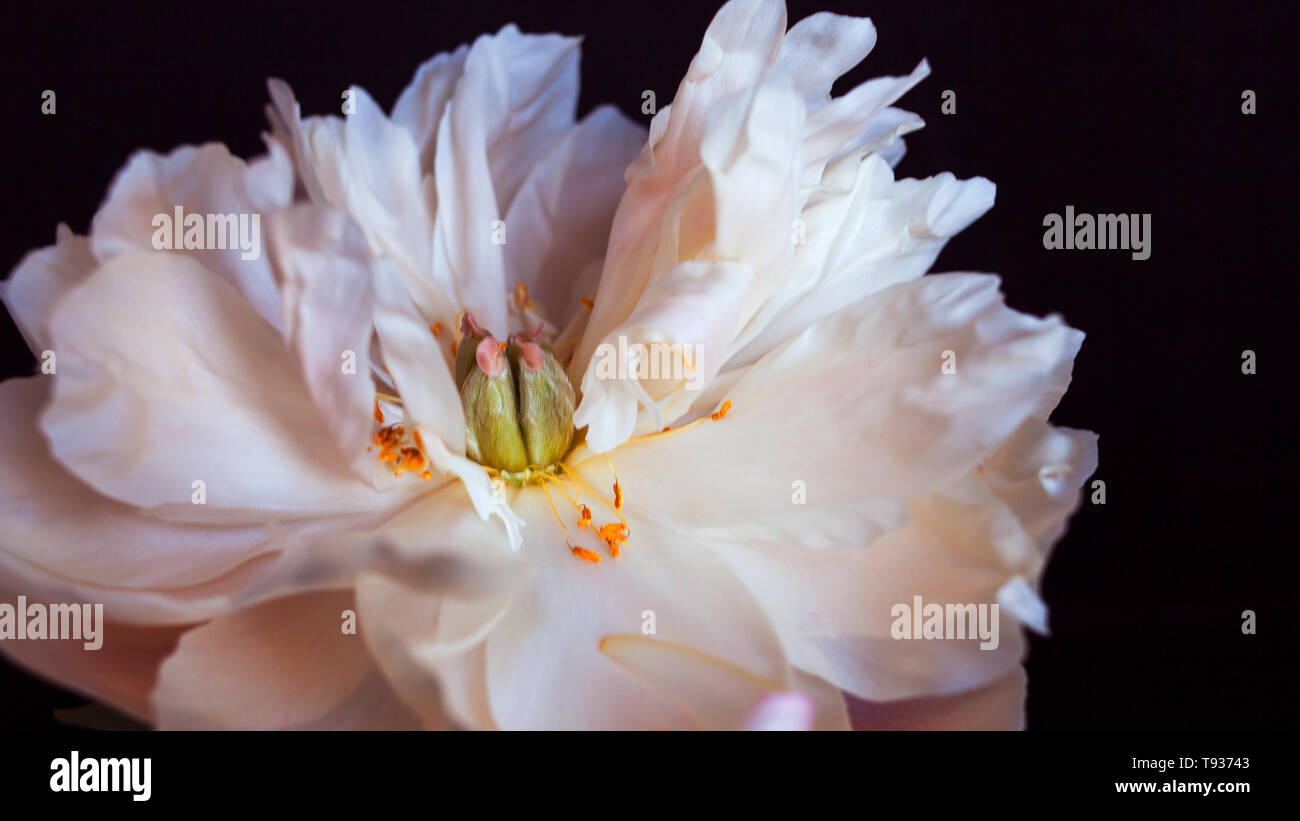 White fluffy fading peony, romantic decadence concept. Beautiful ...