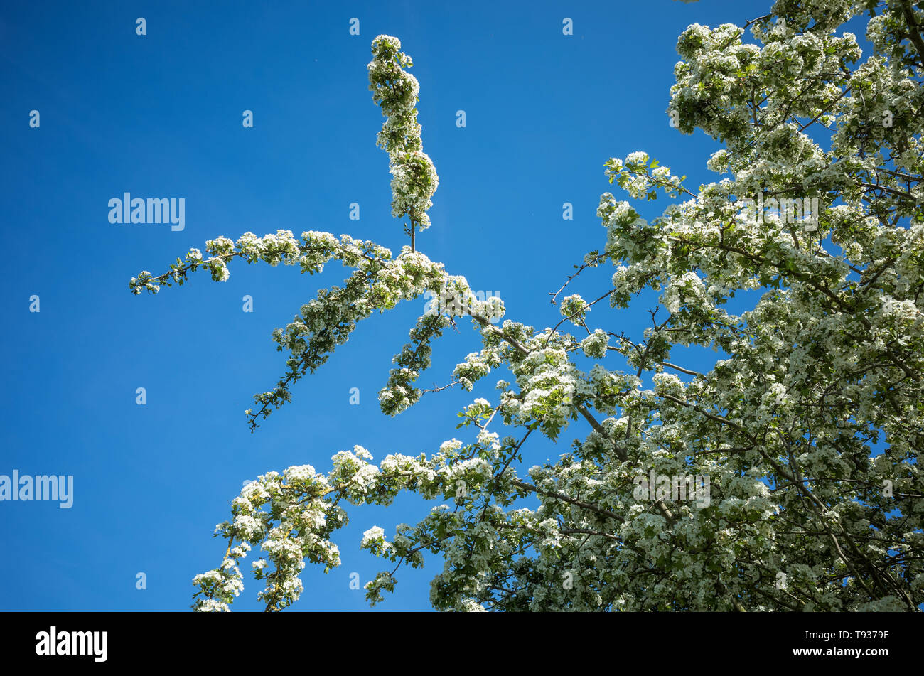 In garden hawthorn tree hi-res stock photography and images - Alamy