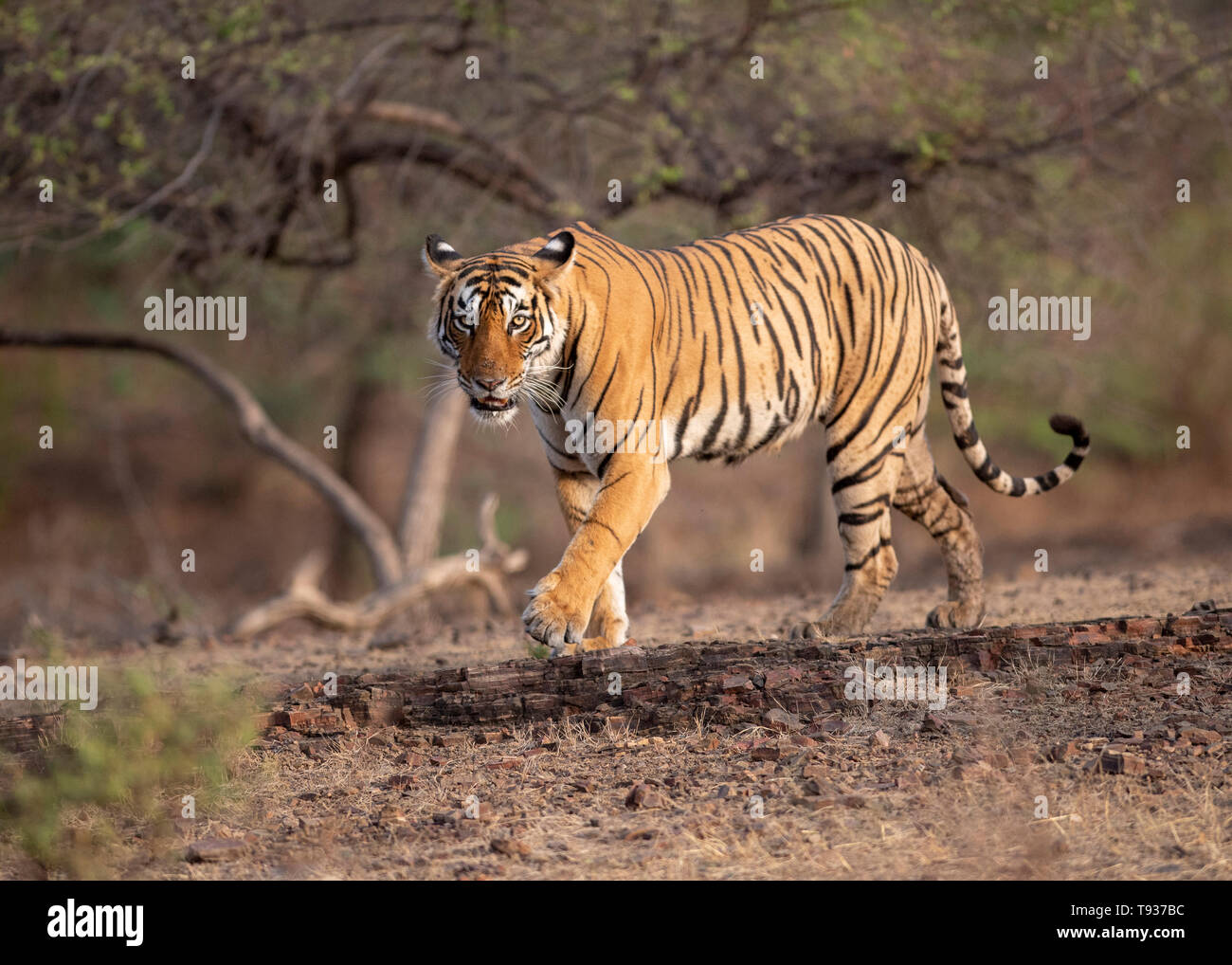 Tigress arrowhead hi-res stock photography and images - Alamy