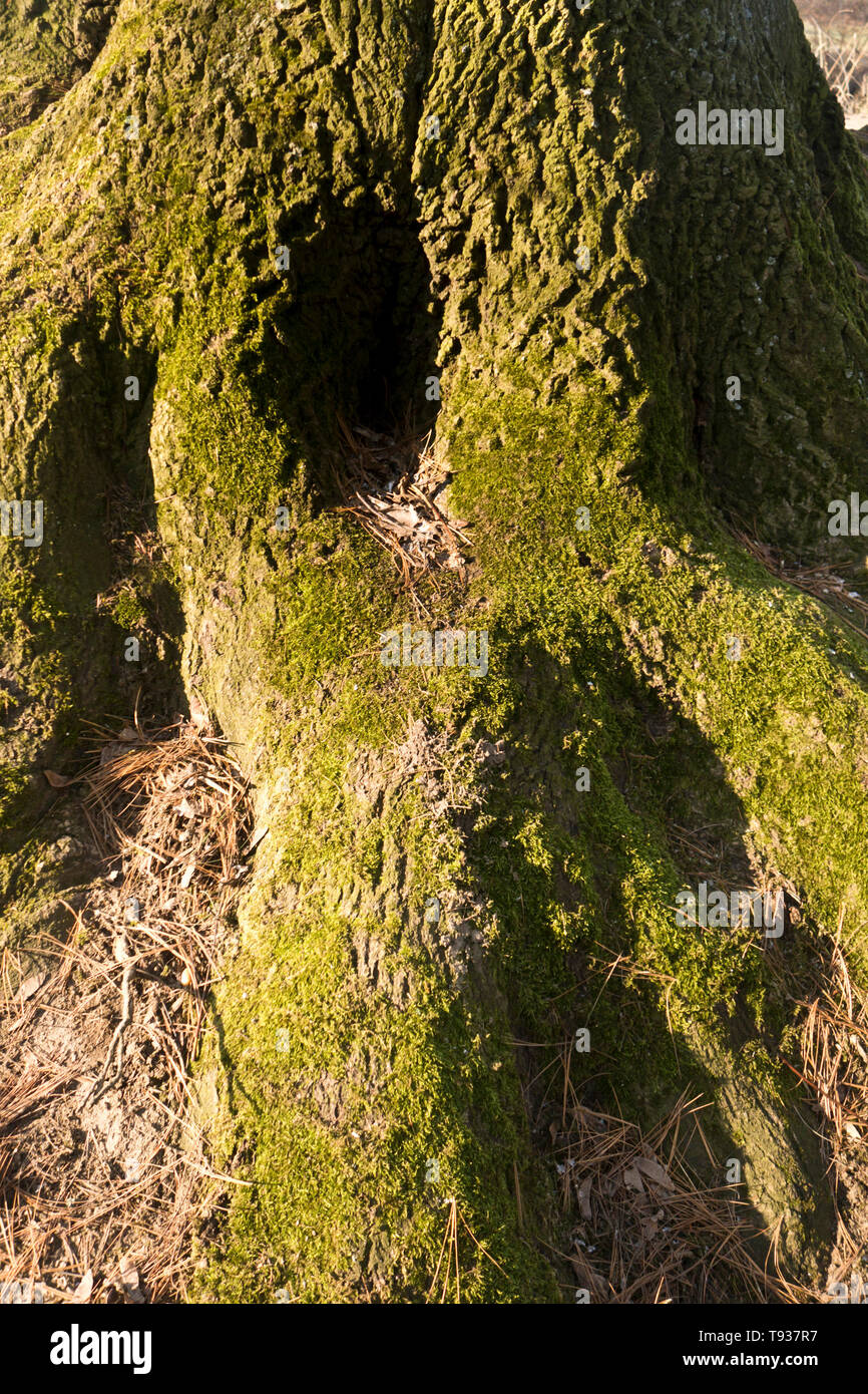 Tree roots hole hi-res stock photography and images - Alamy