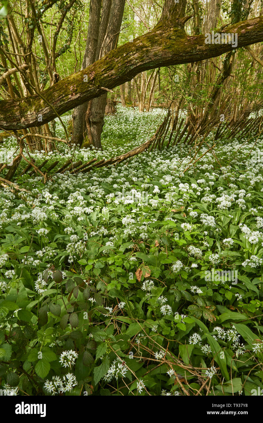 Wild garlic, ransoms in a spring woodland landscape, England, United ...