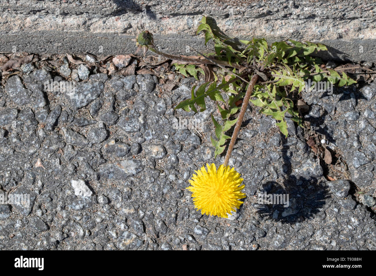 dandelion blooming on the side of a street Stock Photo - Alamy