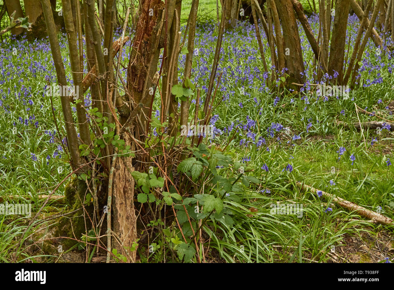 Section of bluebell wood with solid tree trunk anchoring in the spring ...