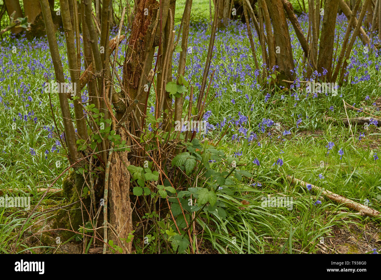 Section of bluebell wood with solid tree trunk anchoring in the spring ...