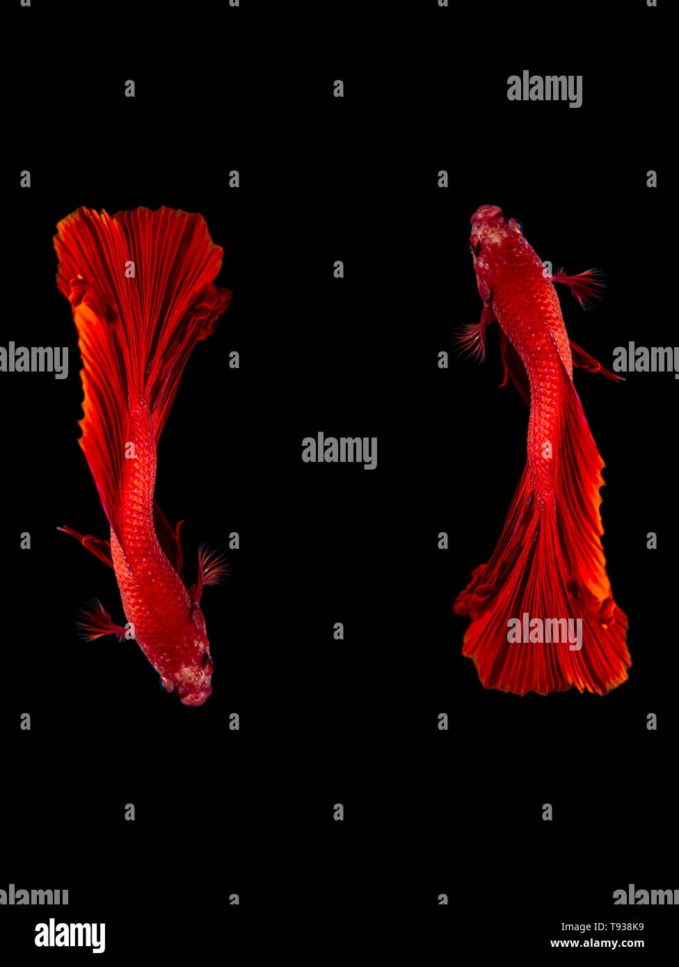 Domestic fish hi-res stock photography and images - Alamy