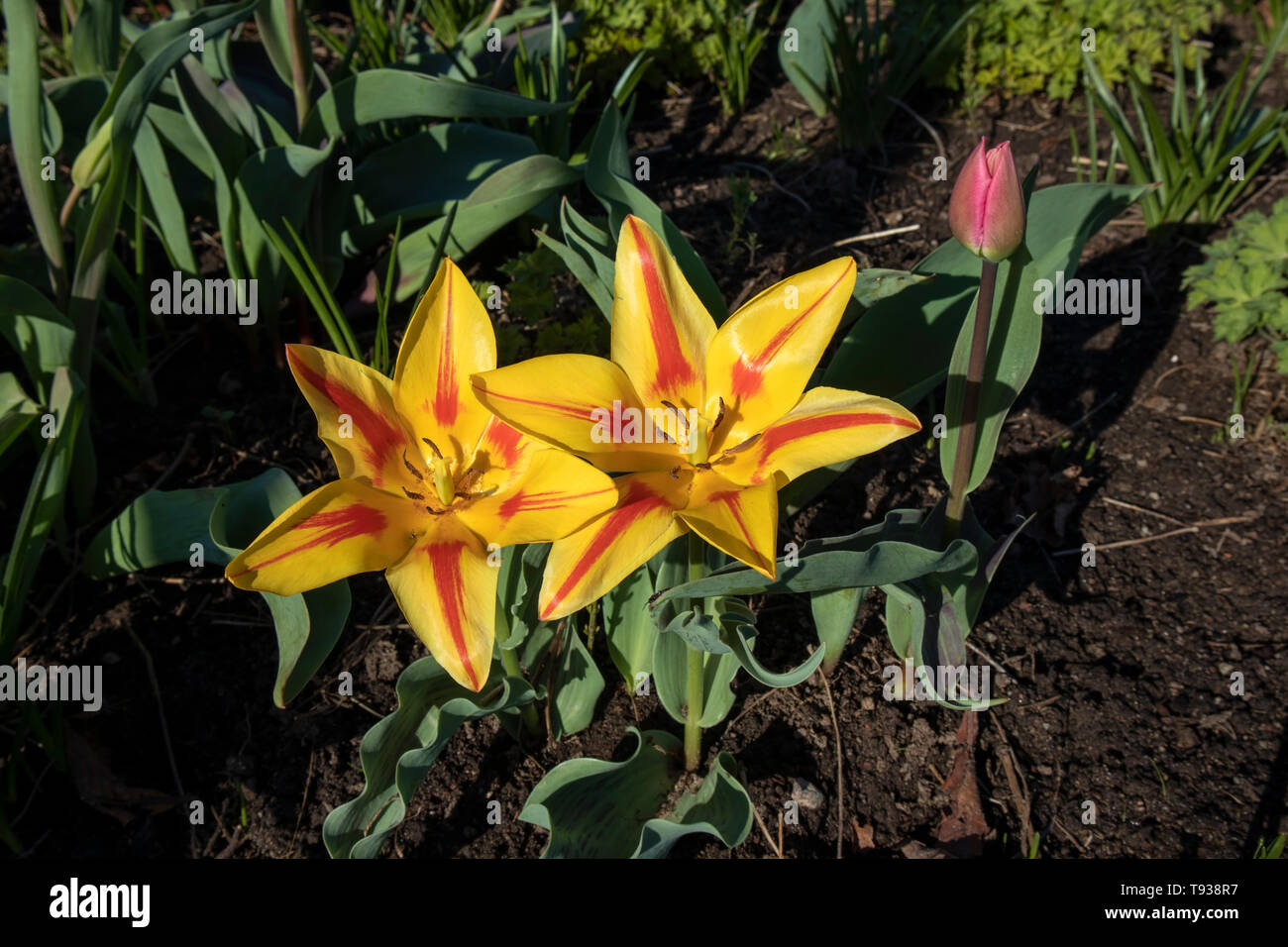 hybrid lilium flowers Stock Photo - Alamy