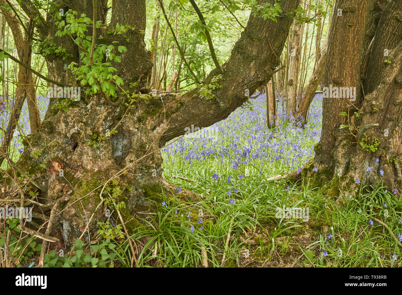 Section of bluebell wood with solid tree trunk anchoring in the spring ...
