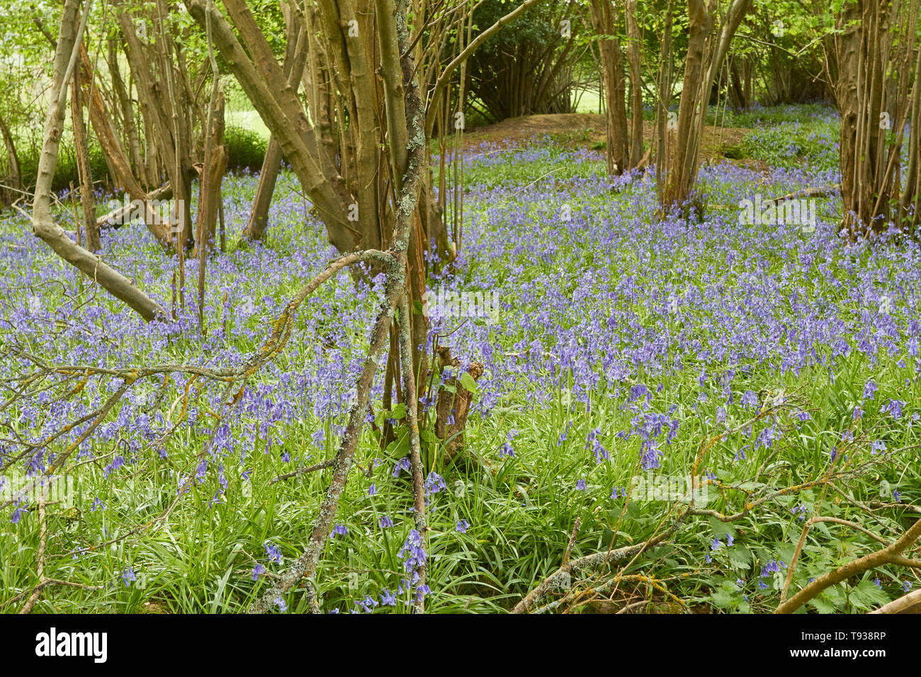 Section of bluebell wood with solid tree trunk anchoring in the spring ...