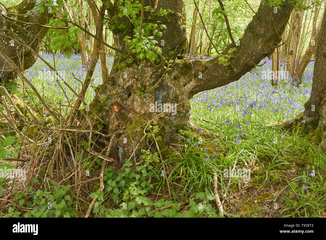 Bluebell wood with solid tree trunk in the spring sunshine in the ...