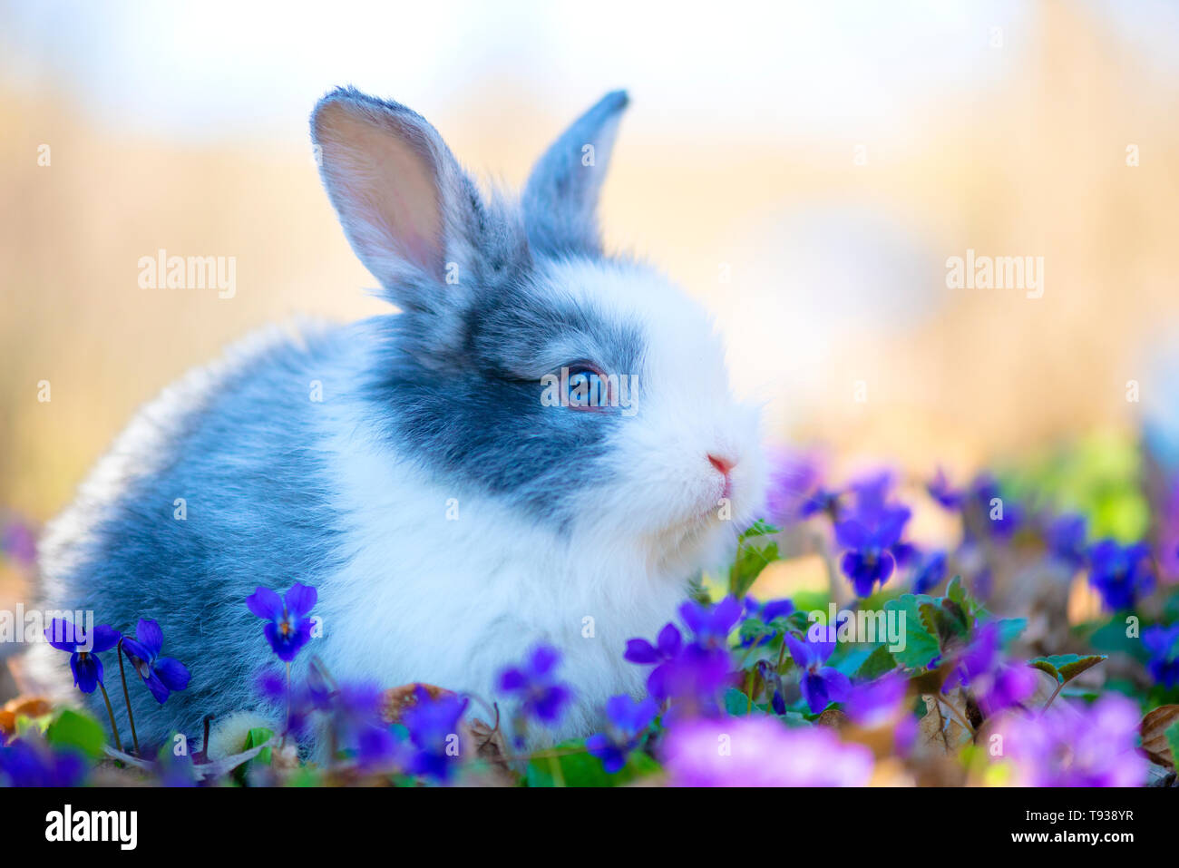 Rabbit on the grass hi-res stock photography and images - Alamy