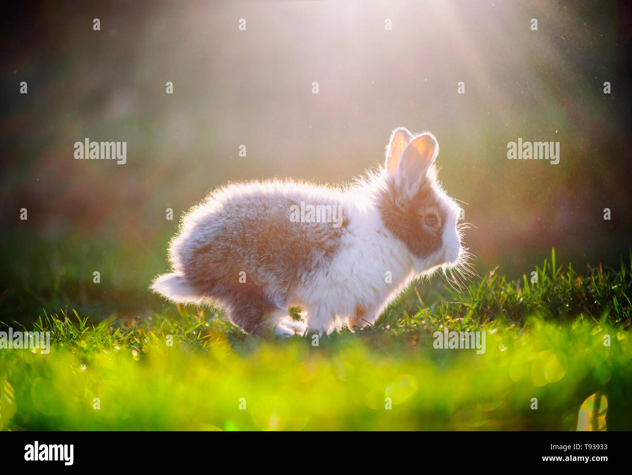 Rabbit on the grass hi-res stock photography and images - Alamy