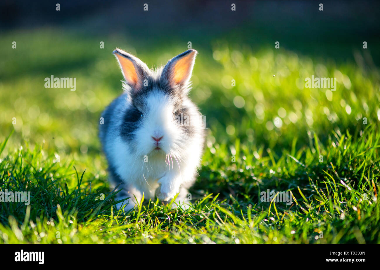 Rabbit on the grass hi-res stock photography and images - Alamy