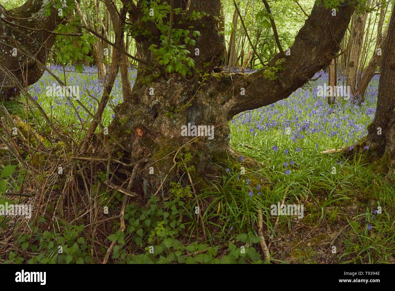Bluebell wood with solid tree trunk in the spring sunshine in the ...