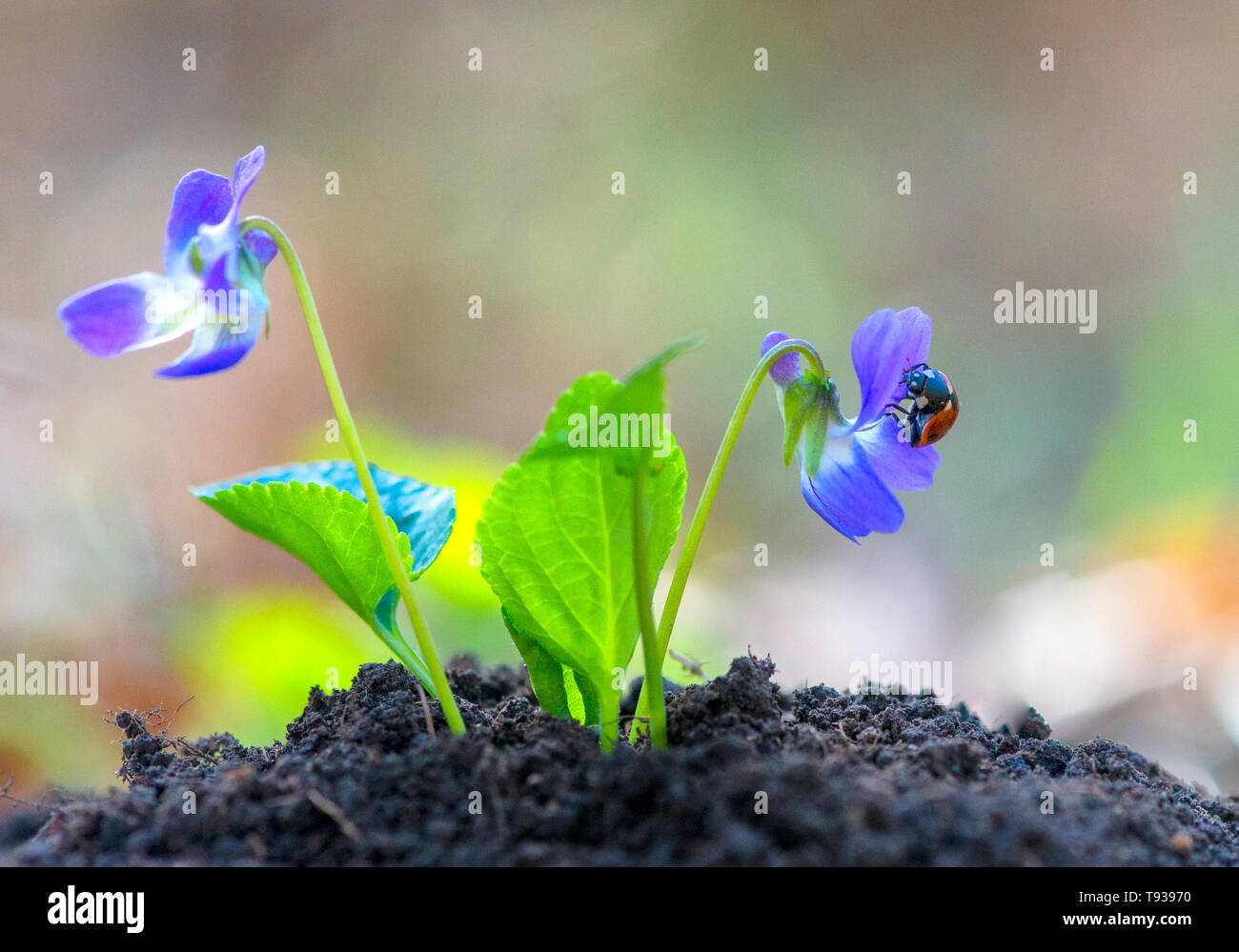 Ladybug on young plant growing in garden with sunlight Stock Photo - Alamy