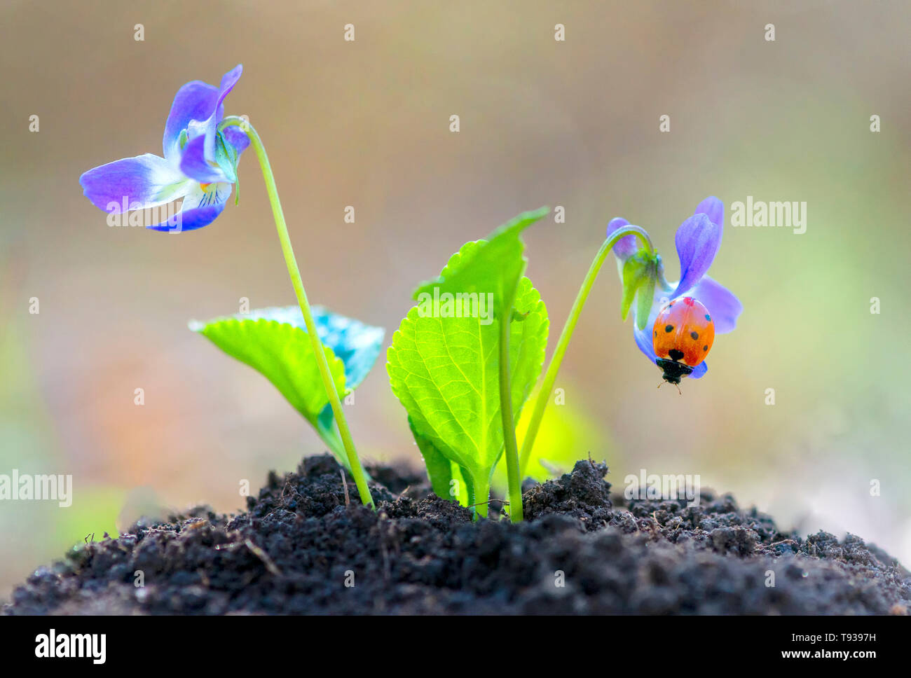 Ladybug on young plant growing in garden with sunlight. Earth day ...