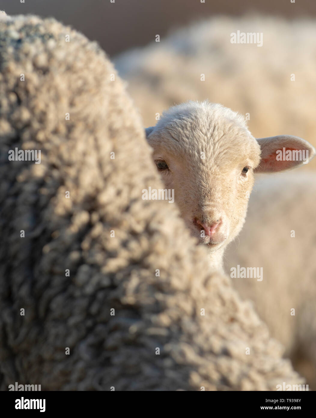 Little lamb curious and scared hidding behind her mother Stock Photo ...