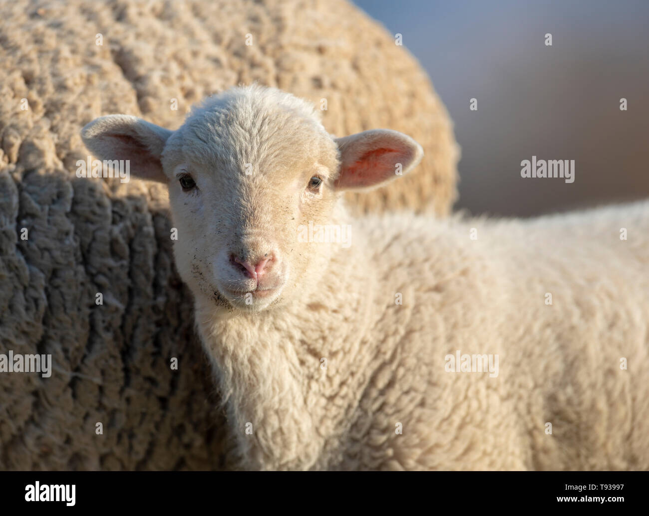 Portrait of a little lamb Stock Photo - Alamy