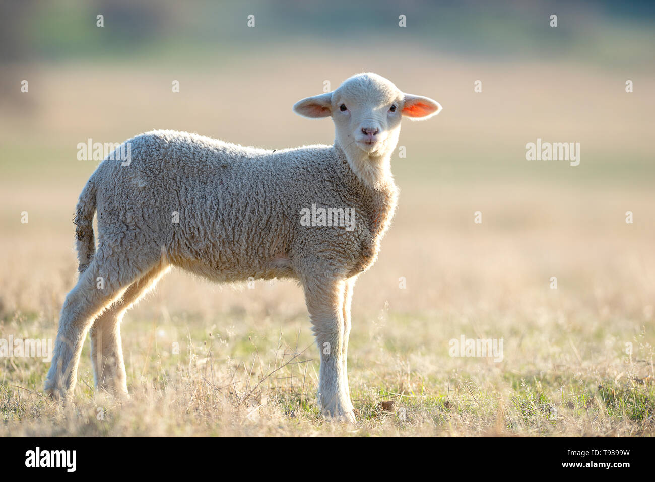 cute little lamb on fresh spring green meadow during sunrise Stock ...