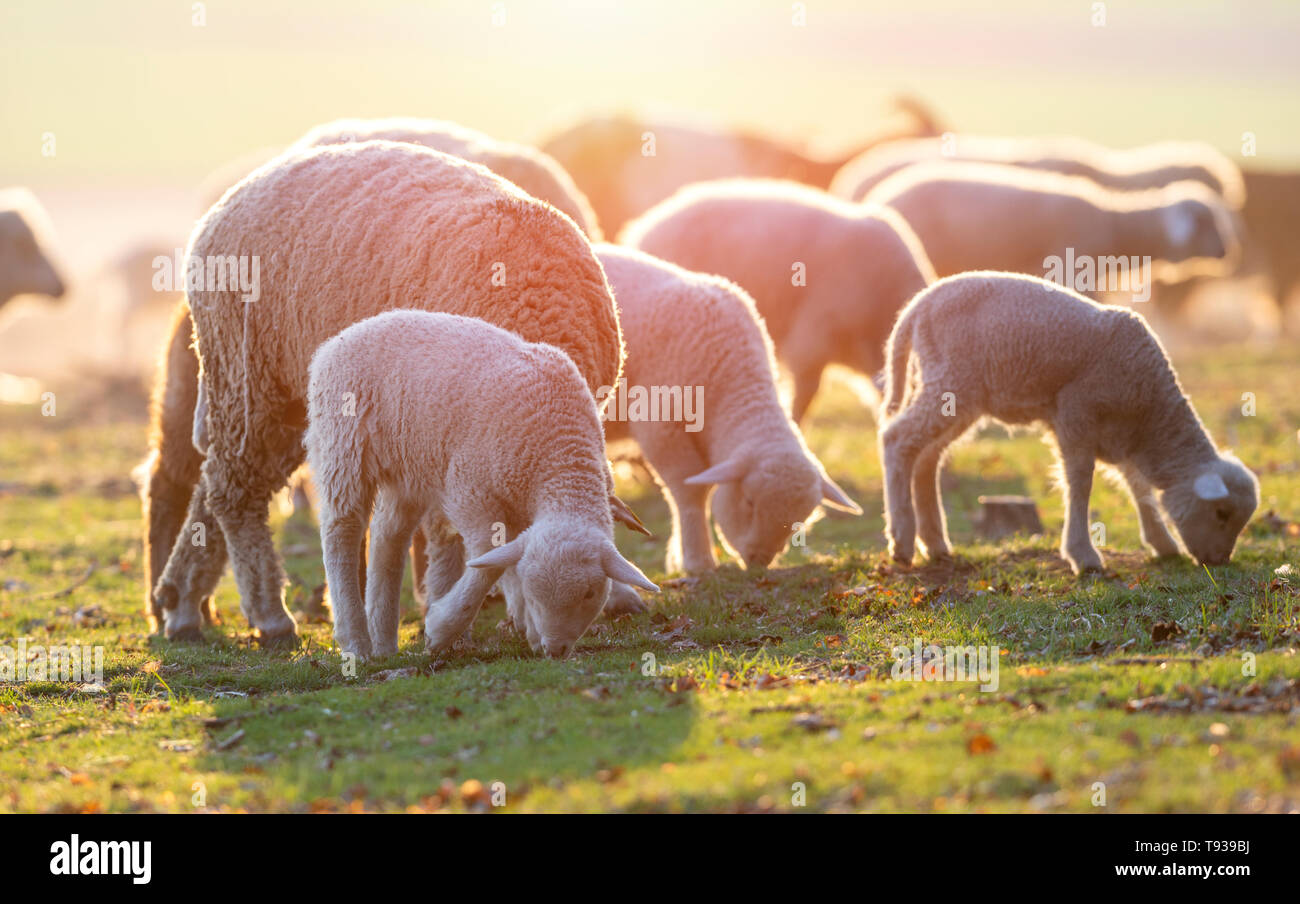cute little lambs on fresh spring green meadow during sunrise Stock ...