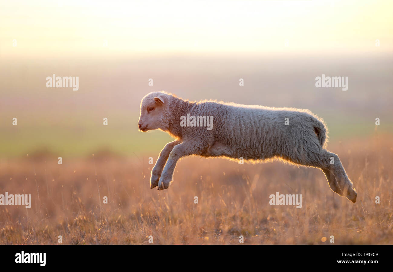cute lambs running on field in spring Stock Photo - Alamy