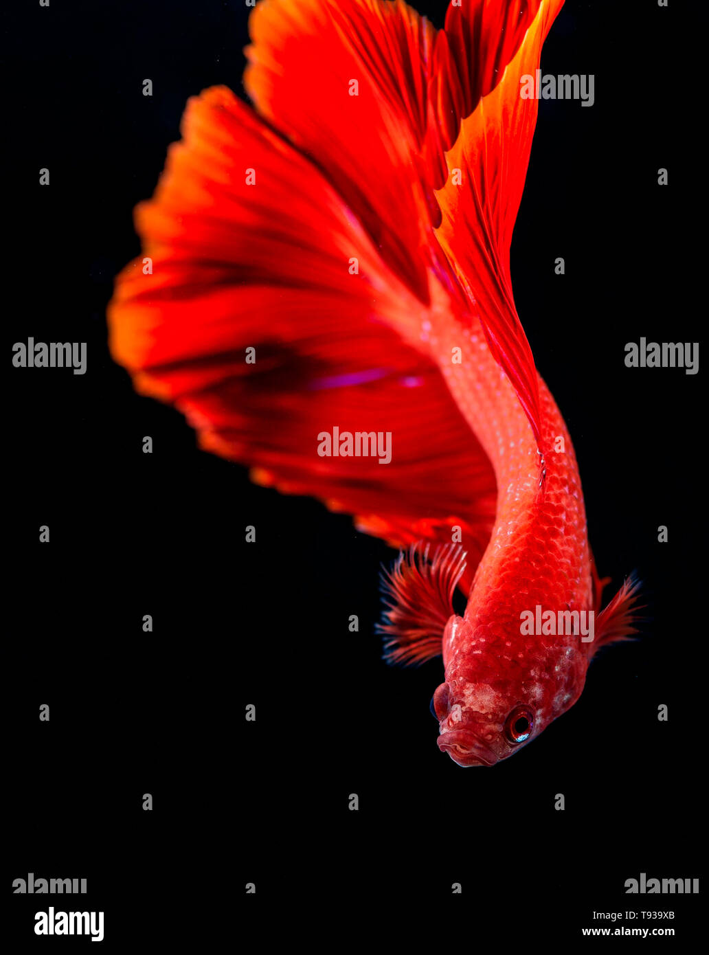 Beta fighting fish hi-res stock photography and images - Alamy