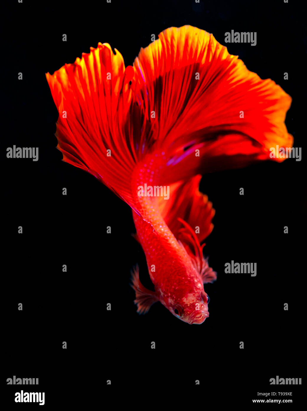 Beta Fish, Fighting Fish in watter Stock Photo - Alamy