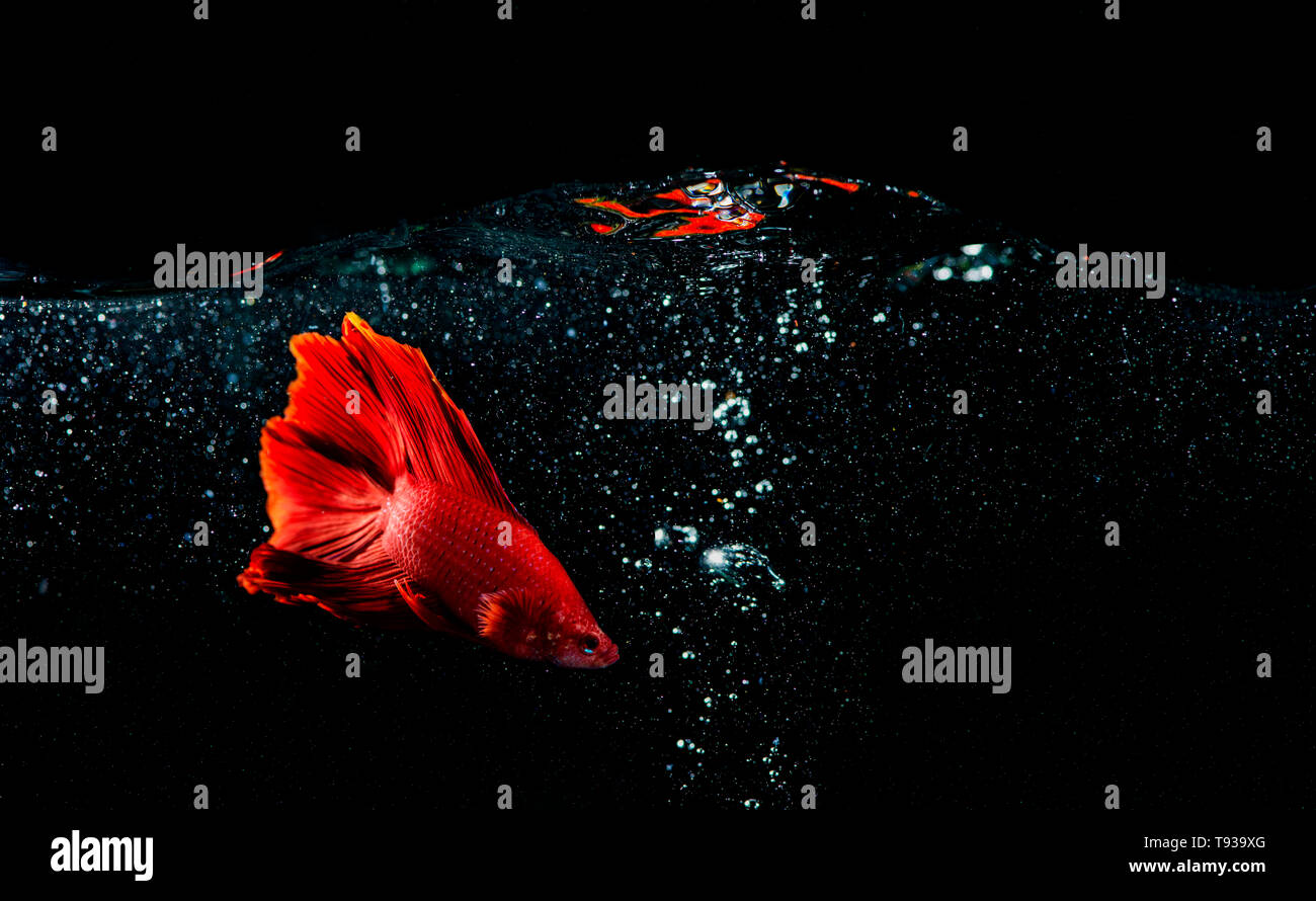 Beta Fish, Fighting Fish in watter with bubbles Stock Photo - Alamy