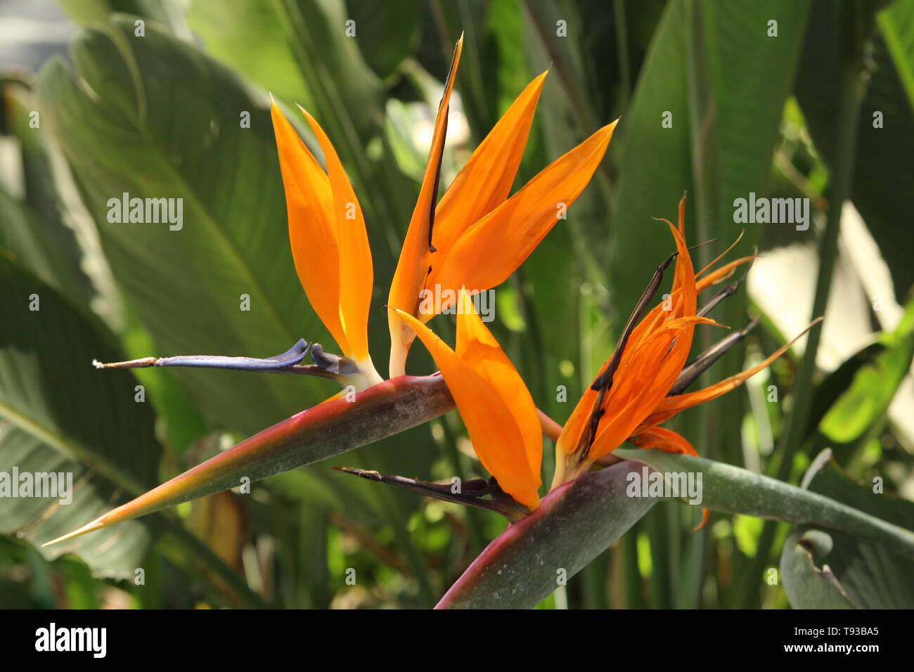 Crane flower. Bird of Paradise (Strelitzia reginae Stock Photo - Alamy