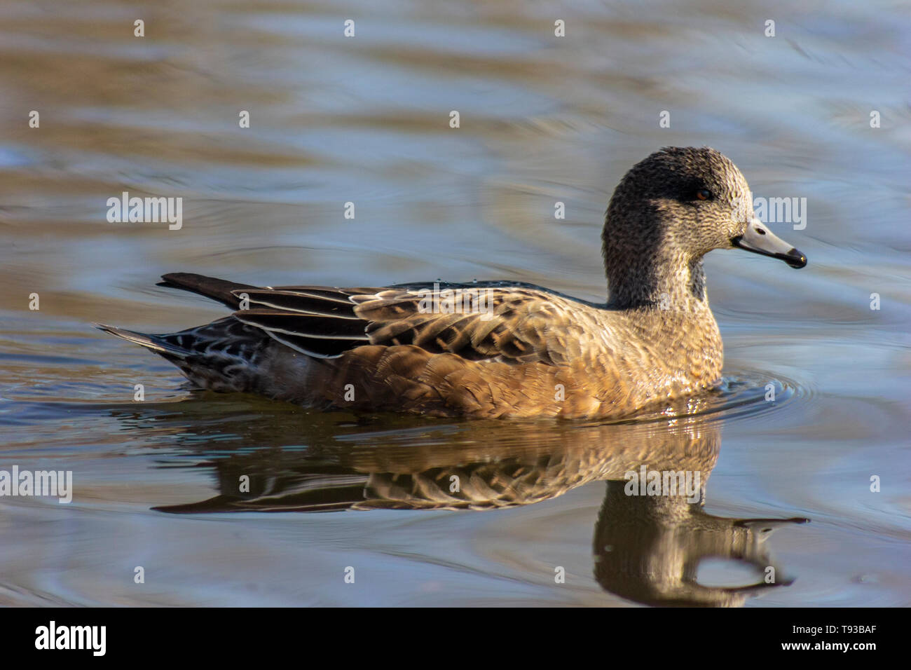 Beautiful female american wigeon swimming in Lafarge Lake, displaying ...