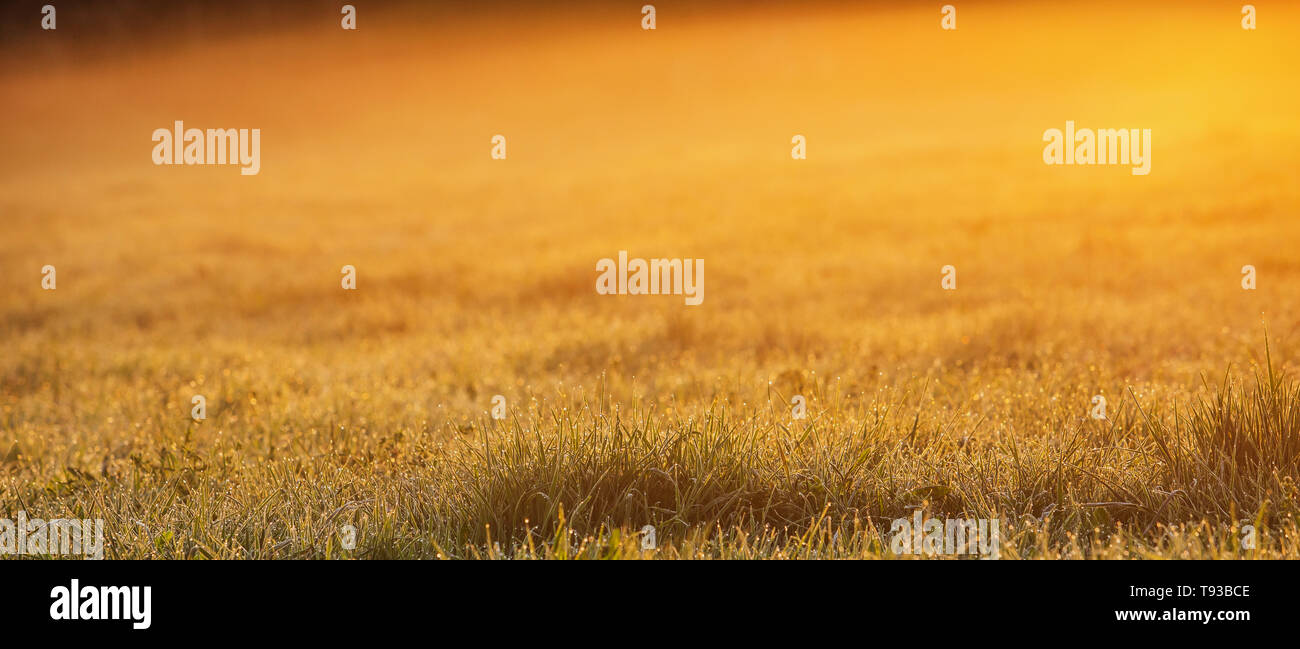 Sunrise Panoramic Spring background with copy space. Morning dew. Dew ...
