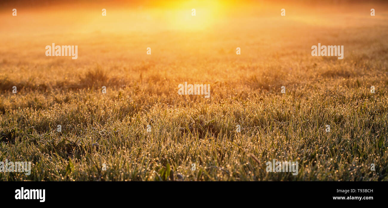 Outdoor countryside green field background. Natural spring meadow with ...