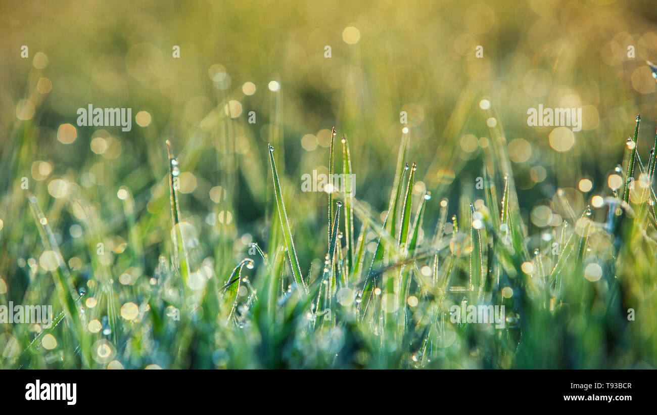 Morning dew. Dew drop macro in sunrise after rain on green grass ...