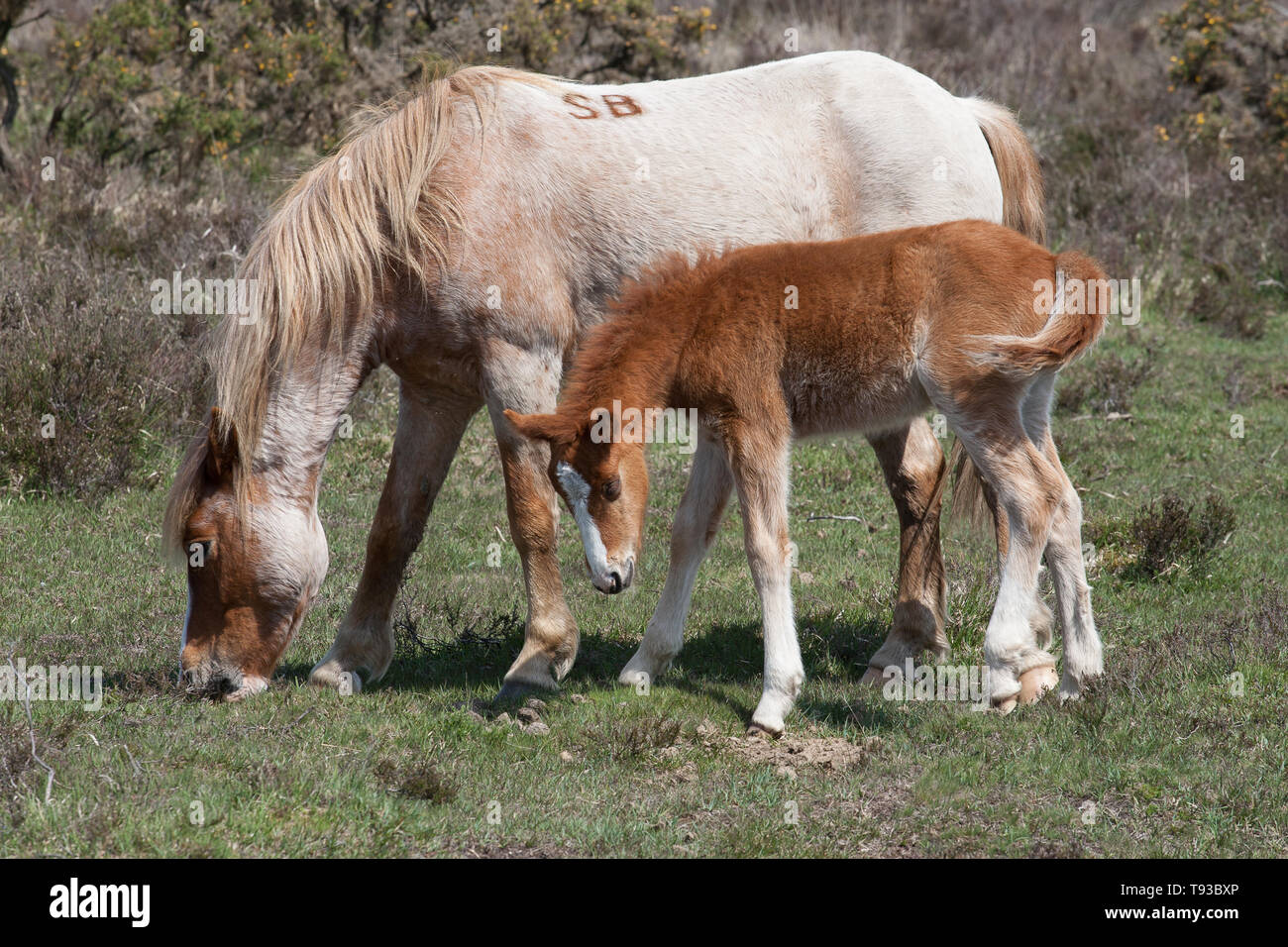 Ponies in the New Forest Stock Photo - Alamy