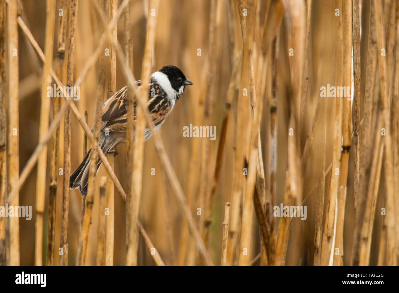 Common reed bunting (Emberiza schoeniclus). Polesie. Ukraine Stock ...