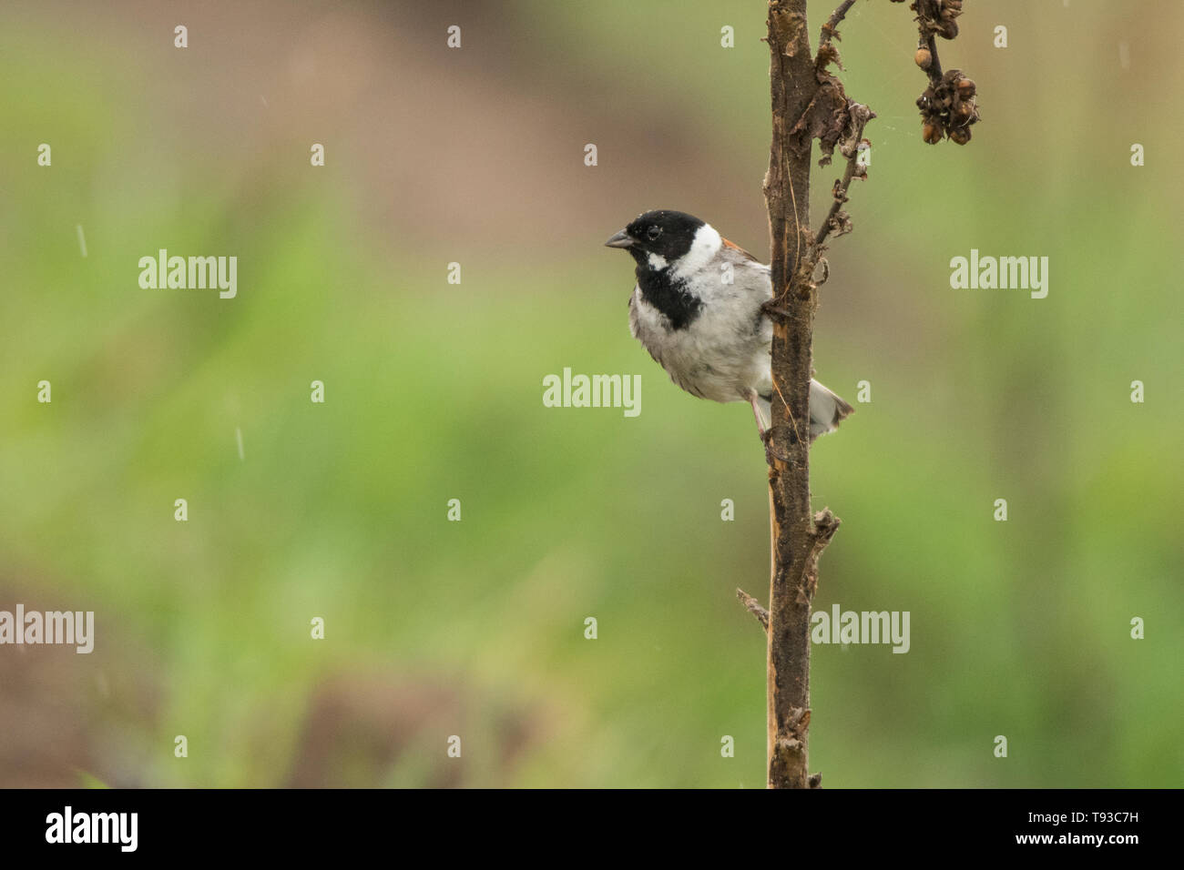 Common reed bunting (Emberiza schoeniclus). Polesie. Ukraine Stock ...