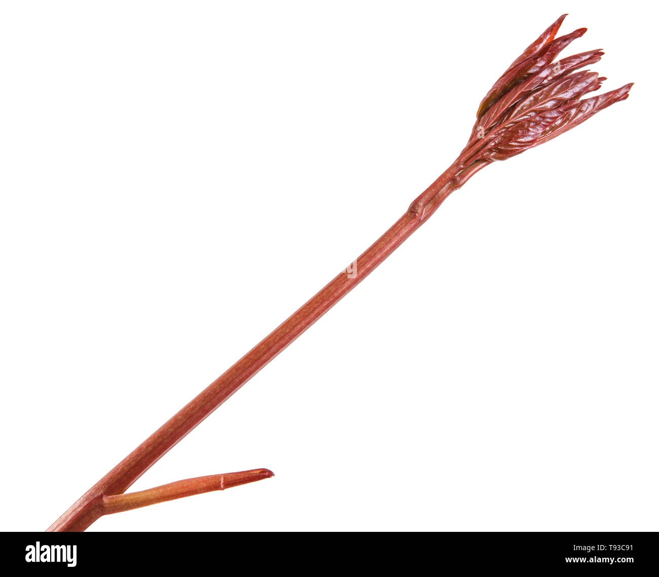 Young white flower Cut Out Stock Images & Pictures - Alamy