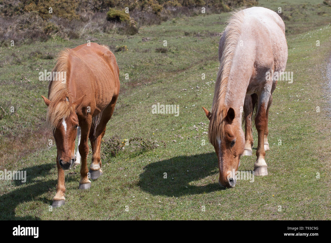 Ponies in the New Forest Stock Photo - Alamy