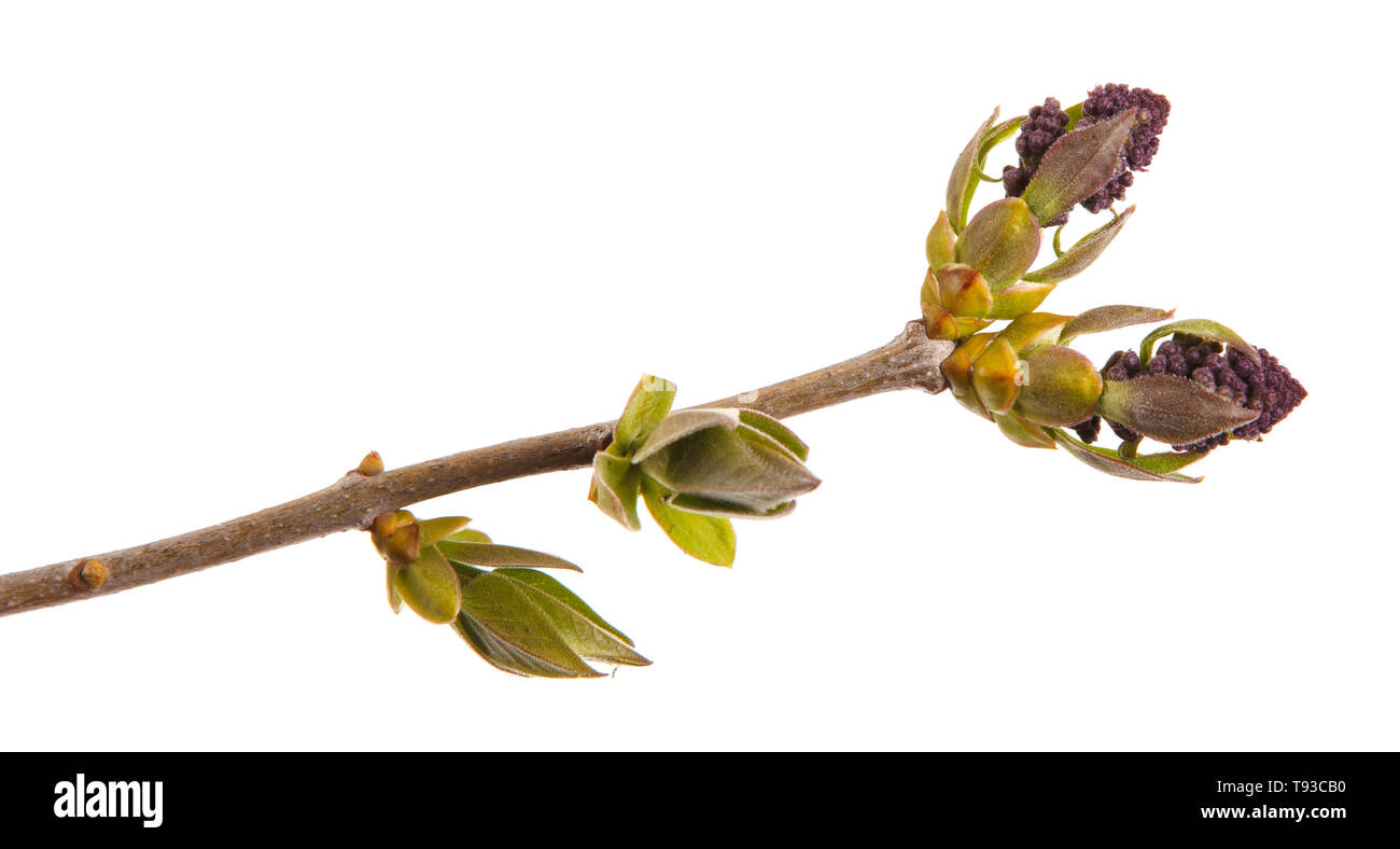 Small lilac flowers Cut Out Stock Images & Pictures - Alamy