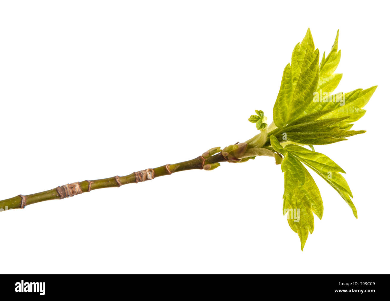 Branch of maple with young leaves isolated on white Stock Photo - Alamy