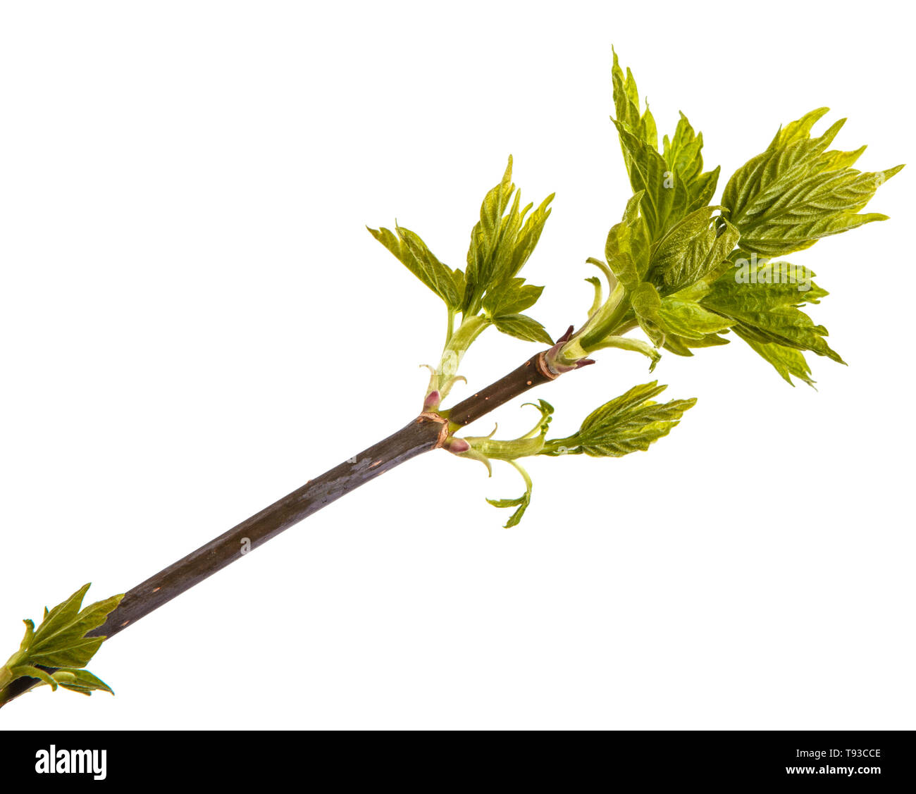 Branch of maple with young leaves isolated on white Stock Photo - Alamy