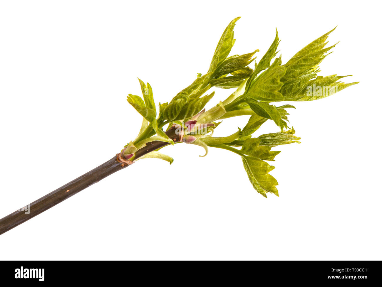 Small maple leaves hi-res stock photography and images - Alamy