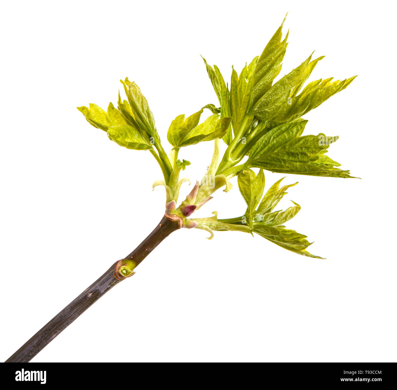 Branch of maple with young leaves isolated on white Stock Photo - Alamy