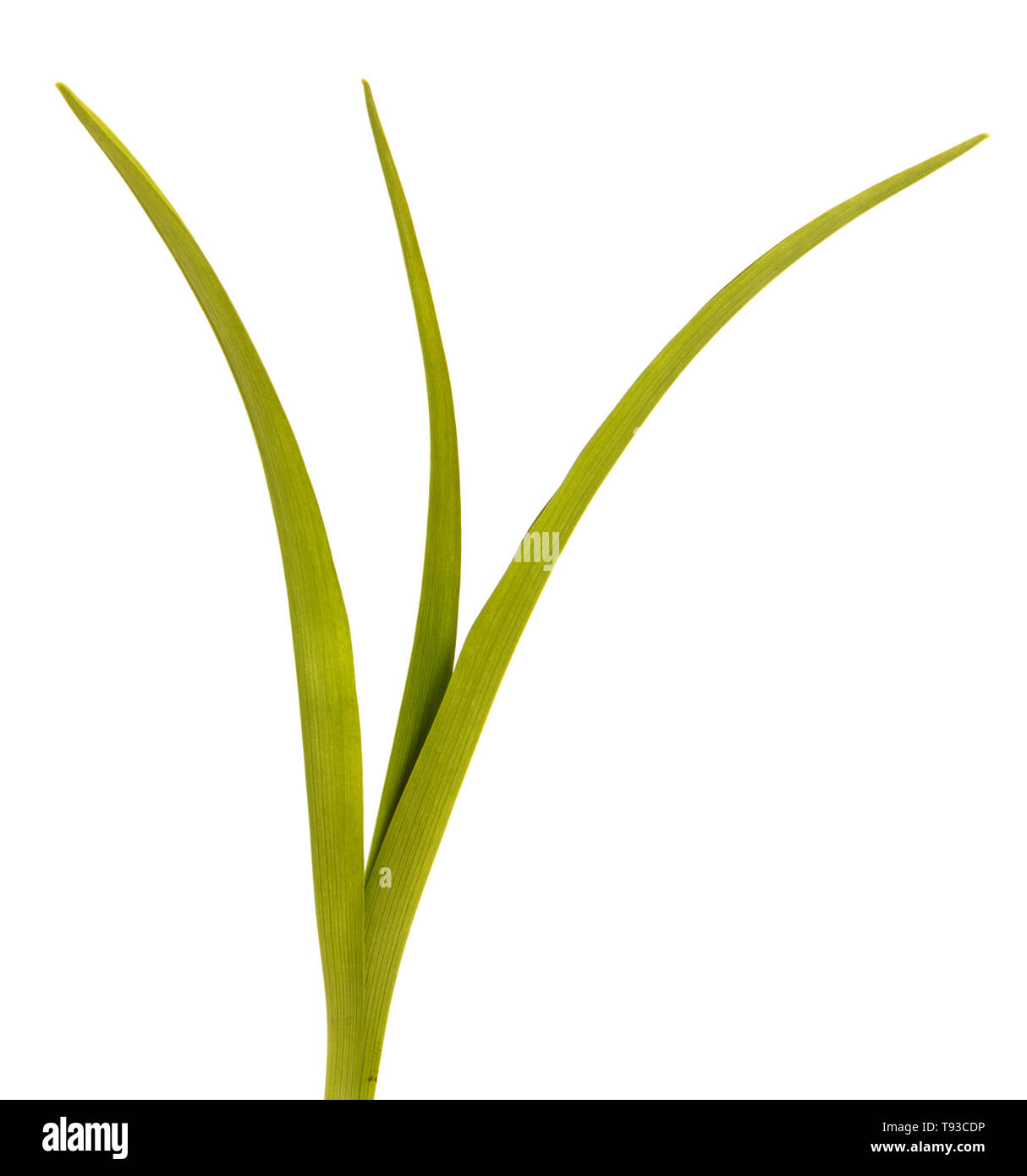 Spring green leaves flowers Cut Out Stock Images & Pictures - Alamy