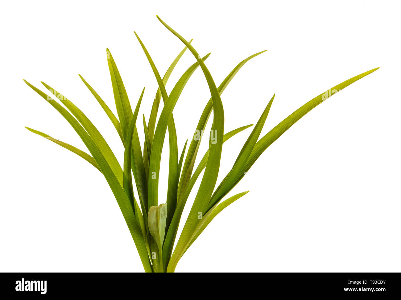 Spring green leaves flowers Cut Out Stock Images & Pictures - Alamy