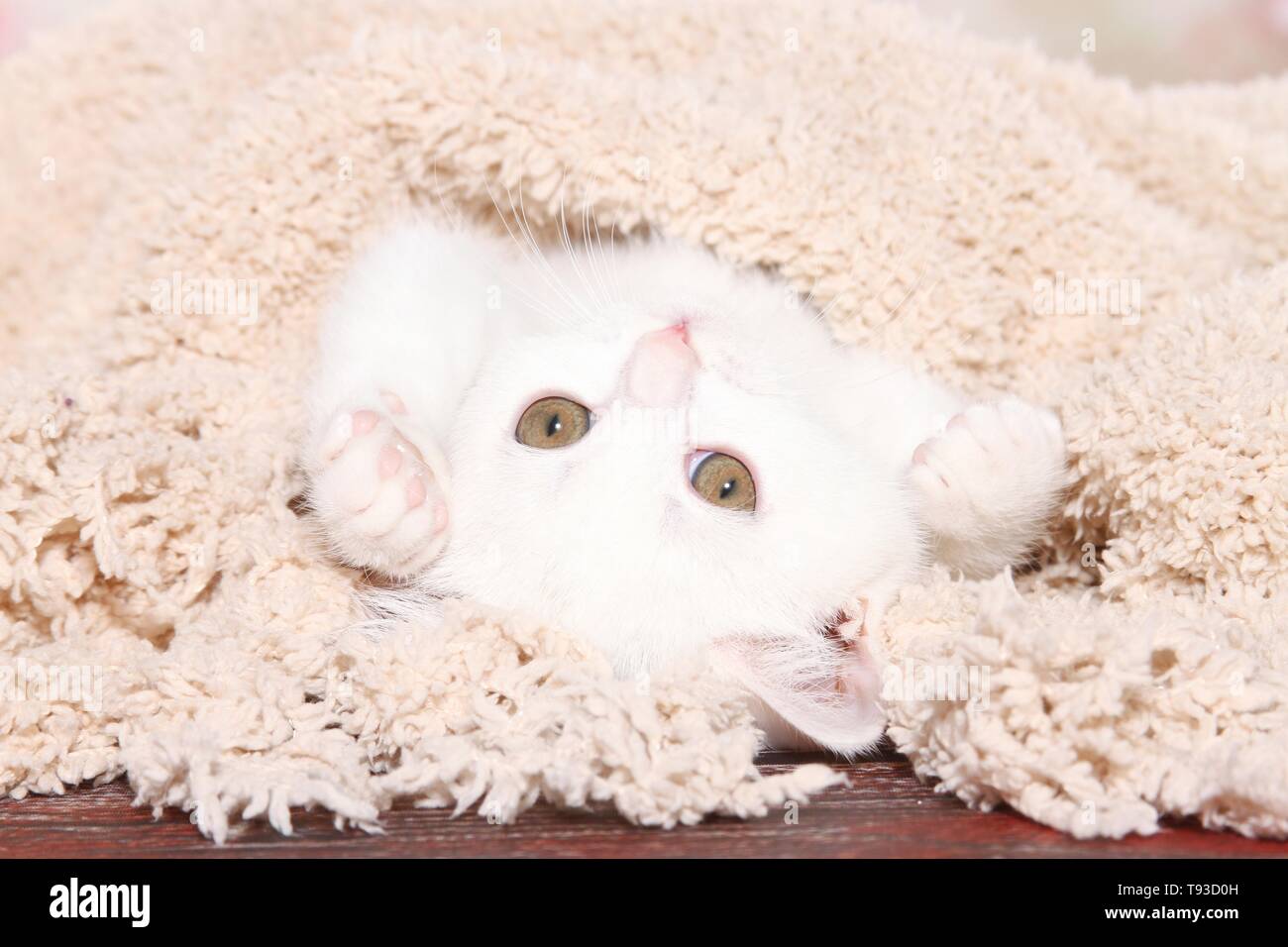 Supine cat studio hi-res stock photography and images - Alamy