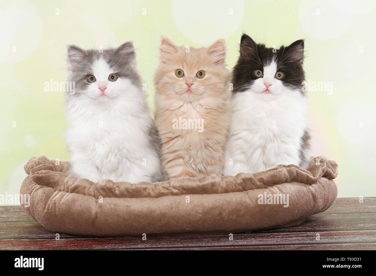 German Longhair Kitten Stock Photo - Alamy
