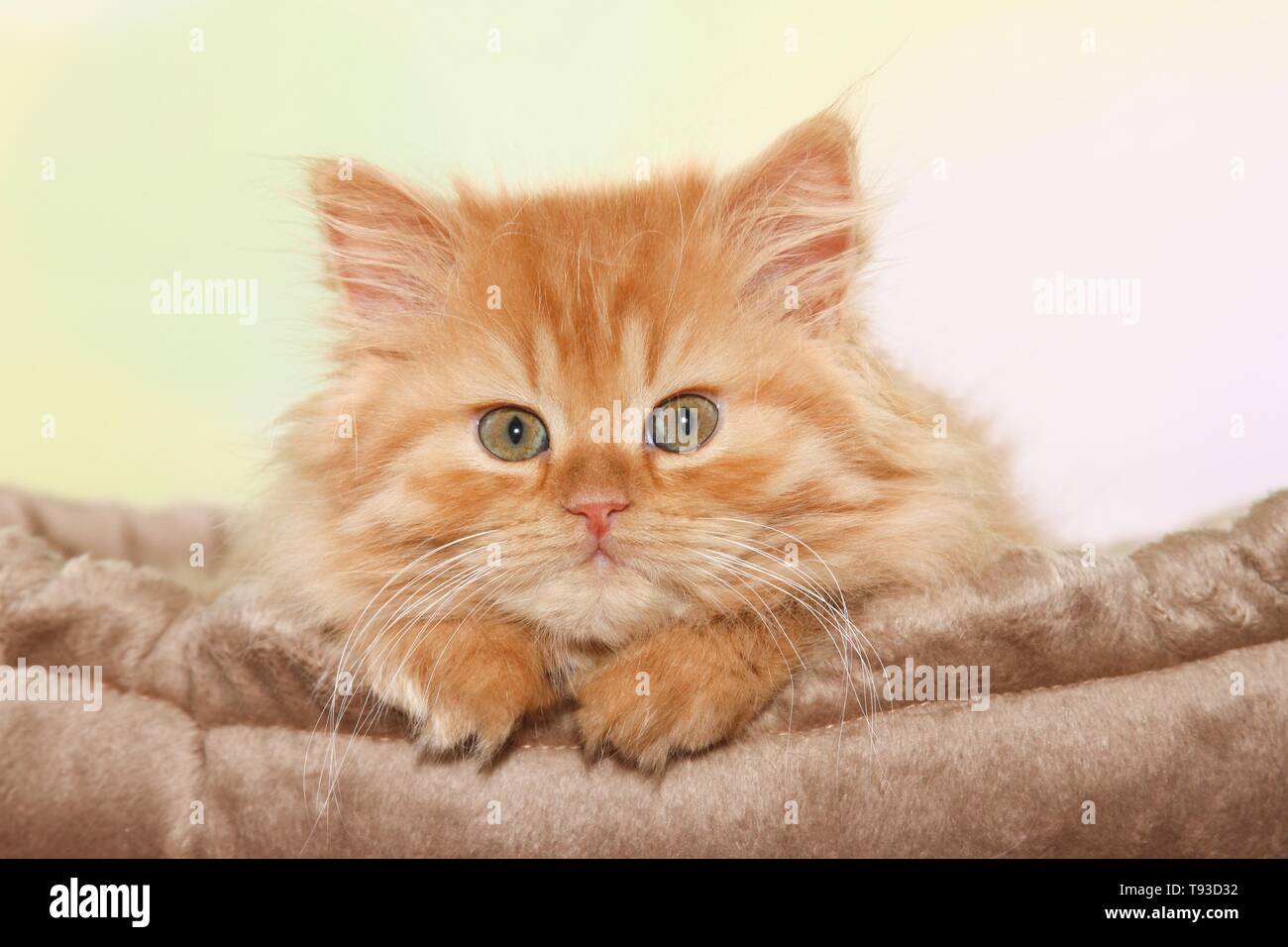 German Longhair Kitten Stock Photo - Alamy